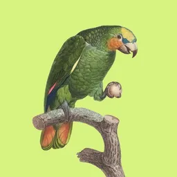 Release - Level Up - Single by Raccy | Epidemic Sound